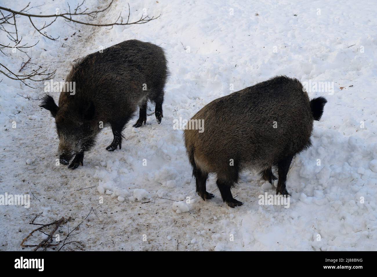 Foraging boars hi-res stock photography and images - Alamy