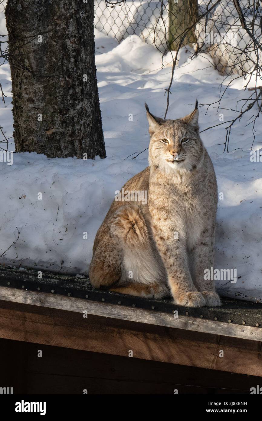 A eurasian lynx sitting in the sunlight in the Ranua arctic zoo ...