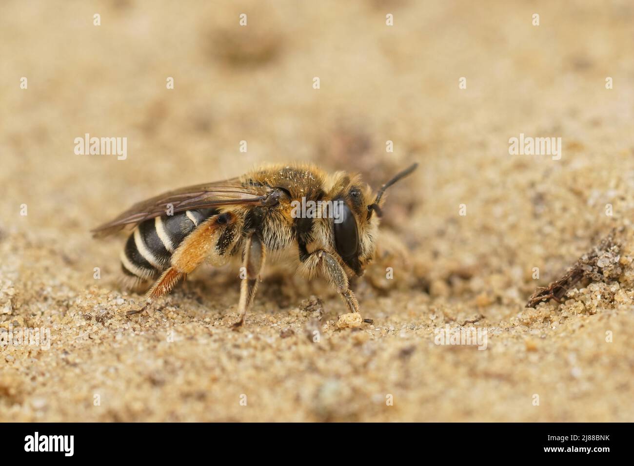 Detailed closeup on a brown hairy female of the rare photographed ...