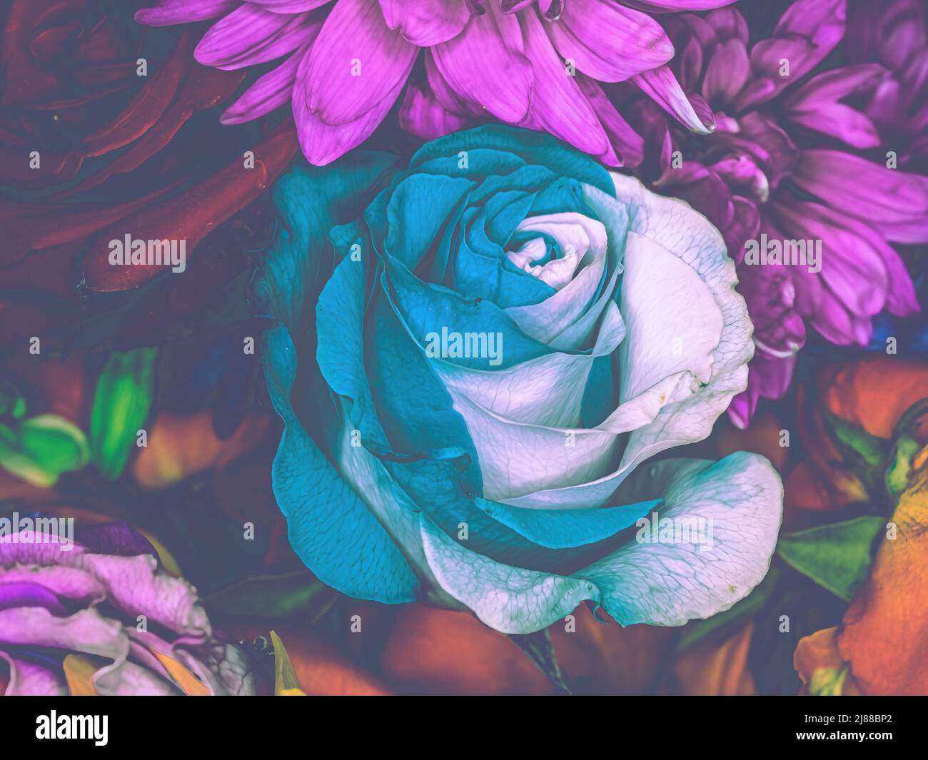 Mixture of roses hi-res stock photography and images - Alamy