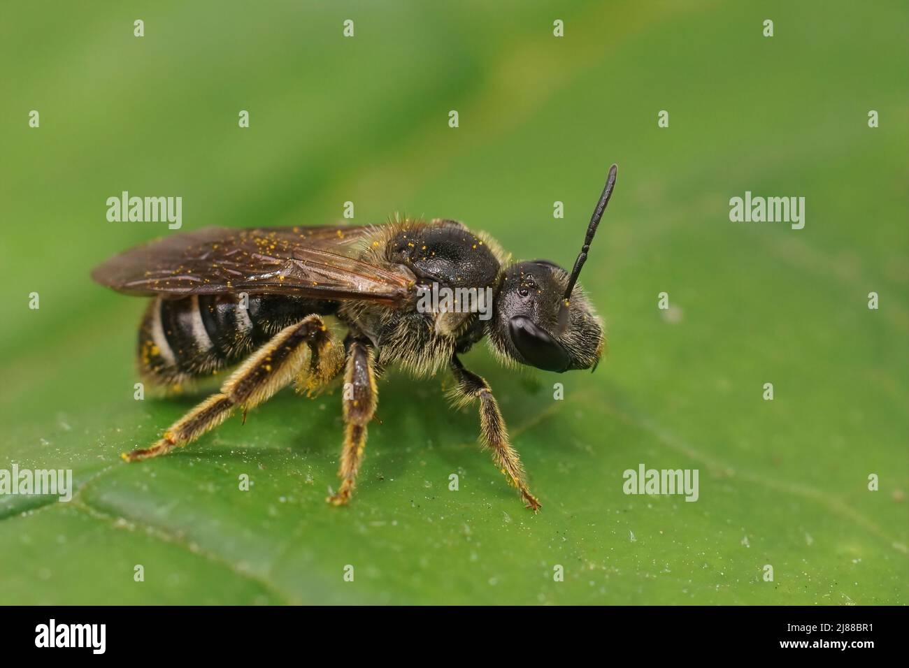Closeup on a rare and endangered large dark colored furrow bee ...