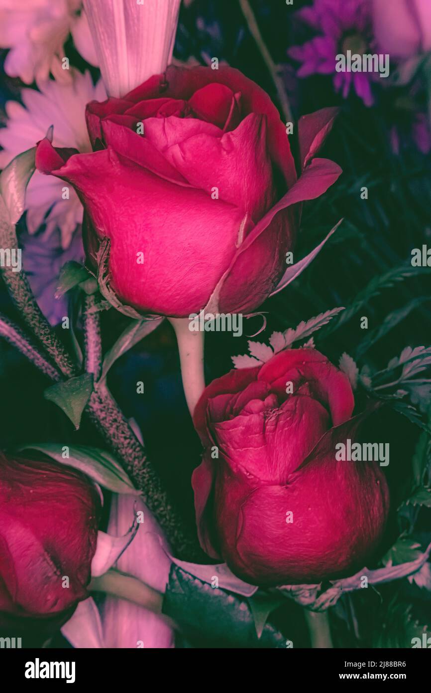 Group of roses hi-res stock photography and images - Alamy