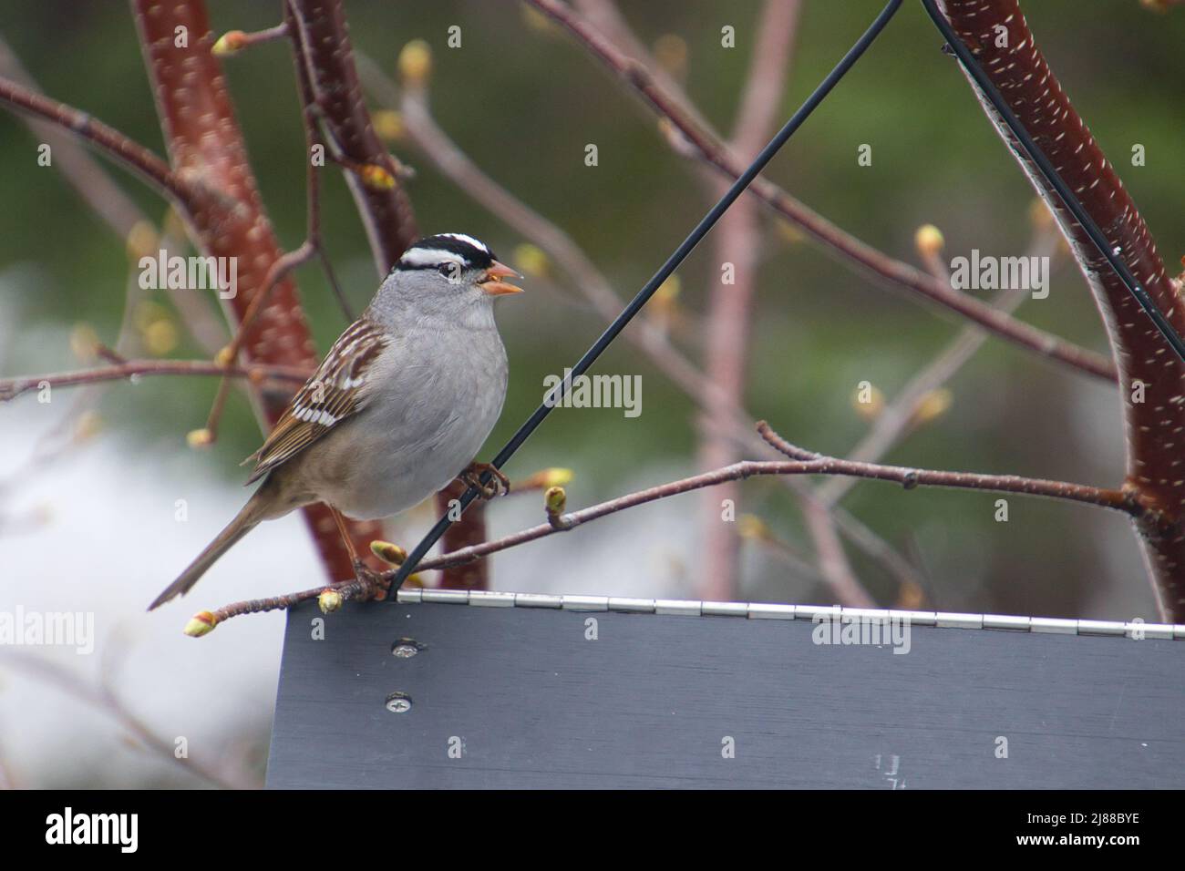 Morning bird hi-res stock photography and images - Alamy