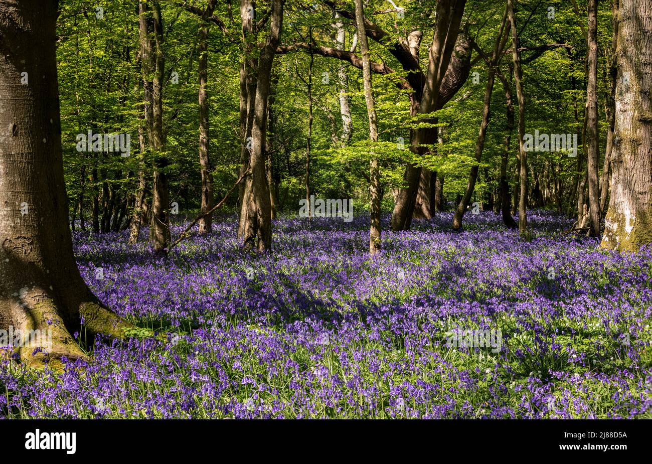 Beautiful vibrant carpets of April springtime bluebells in Arlington ...
