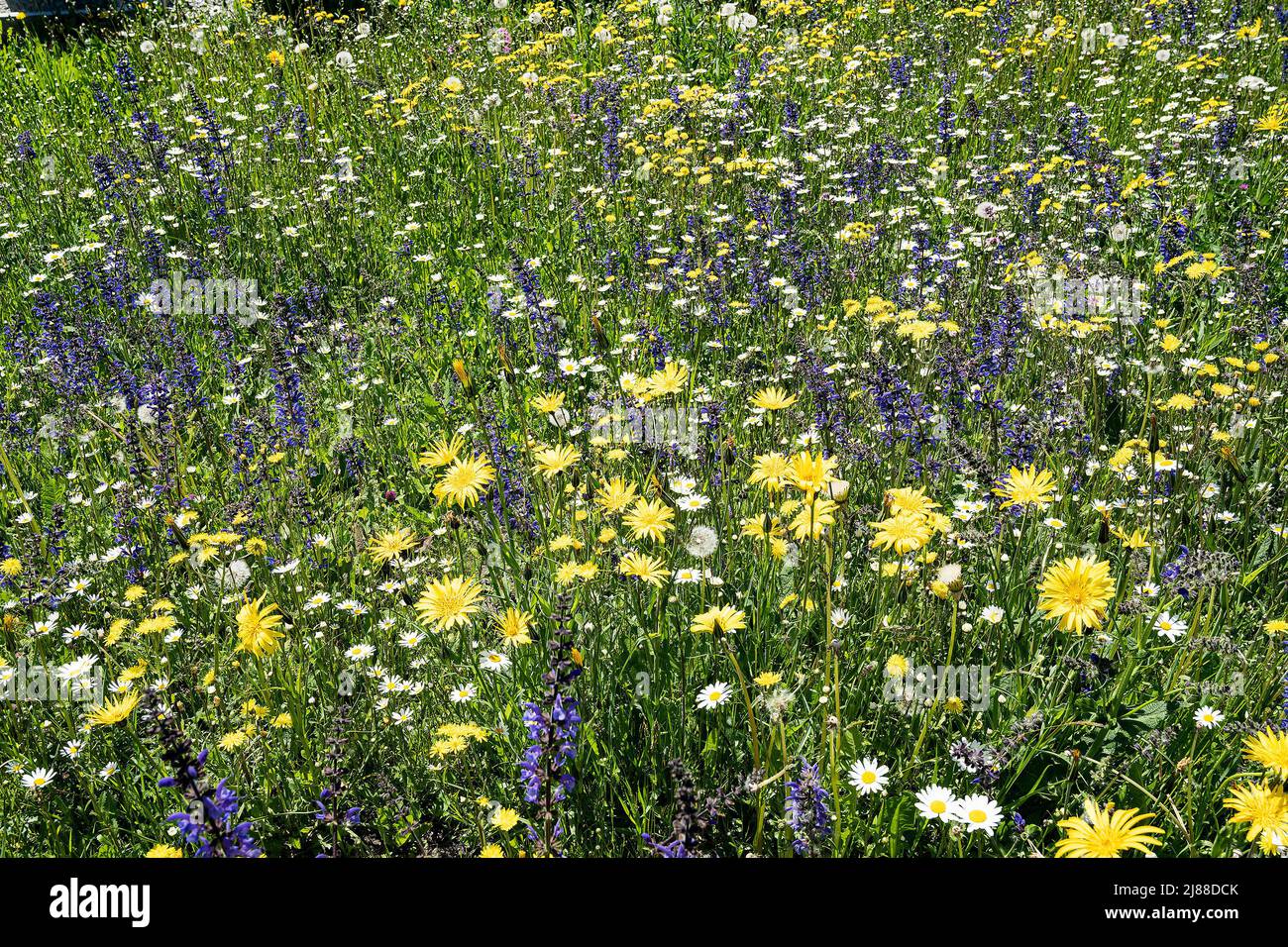Spring flowers in Seewis Cemetery, Prättigau, Graubünden Canton ...