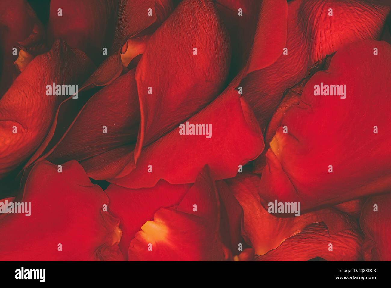 Red rose petals piled together close up Stock Photo - Alamy