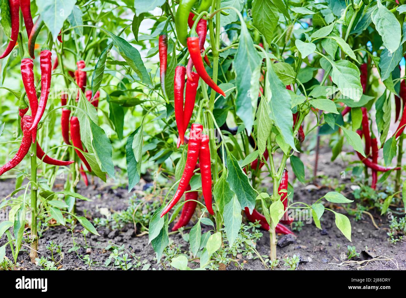 Red hot chilli peppers grows on a bush in the vegetable garden Stock ...