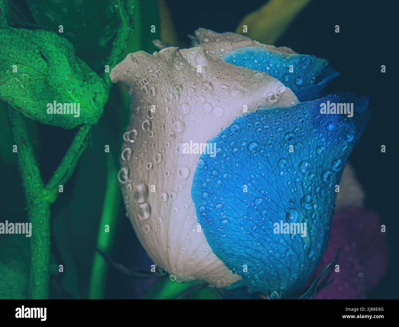 A dark background with a blue and white cosmic rose next to green stems ...