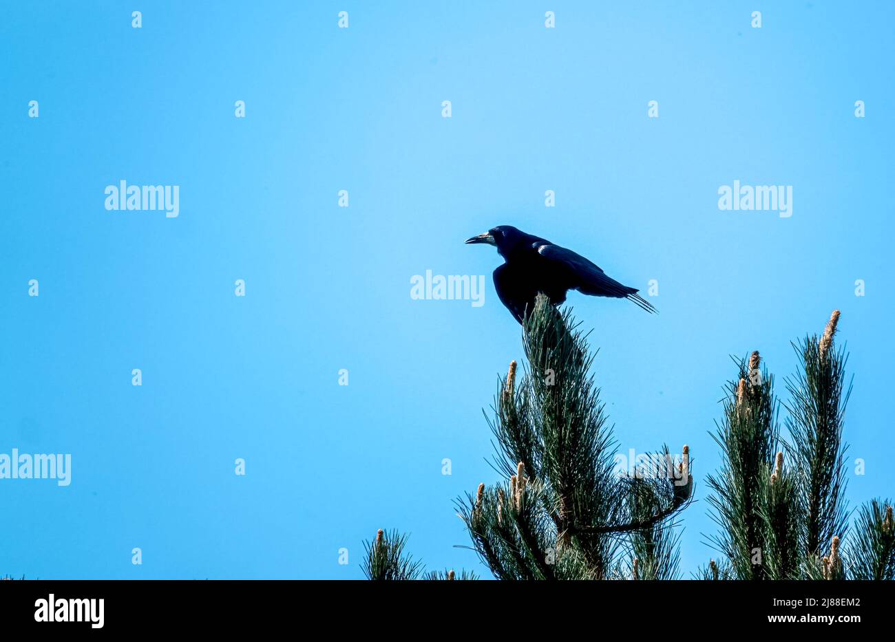 Feathers and fir hi-res stock photography and images - Alamy