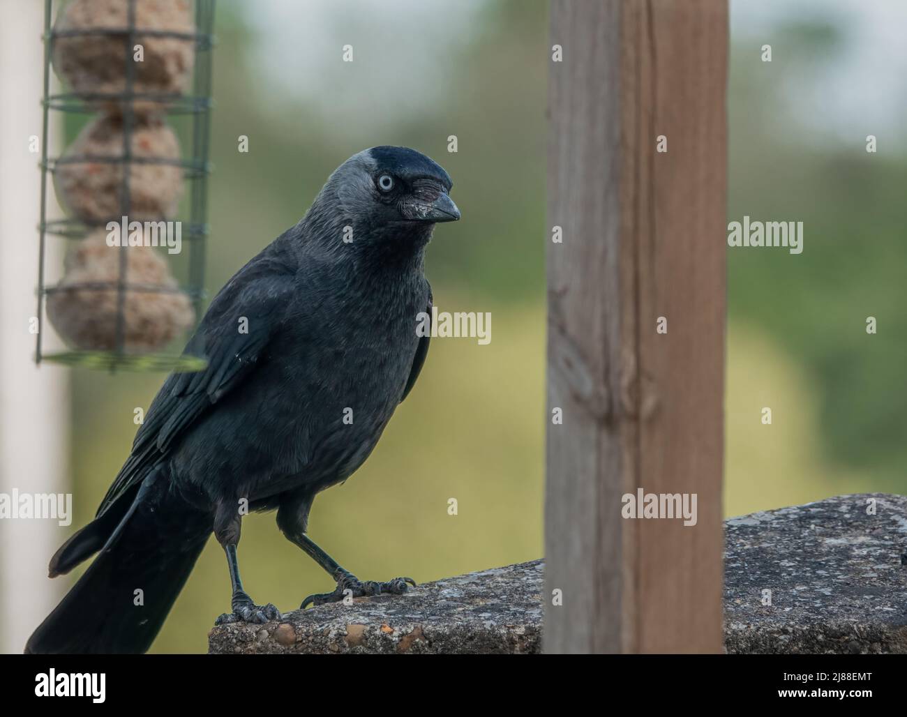 Crow raven feeder hi-res stock photography and images - Alamy