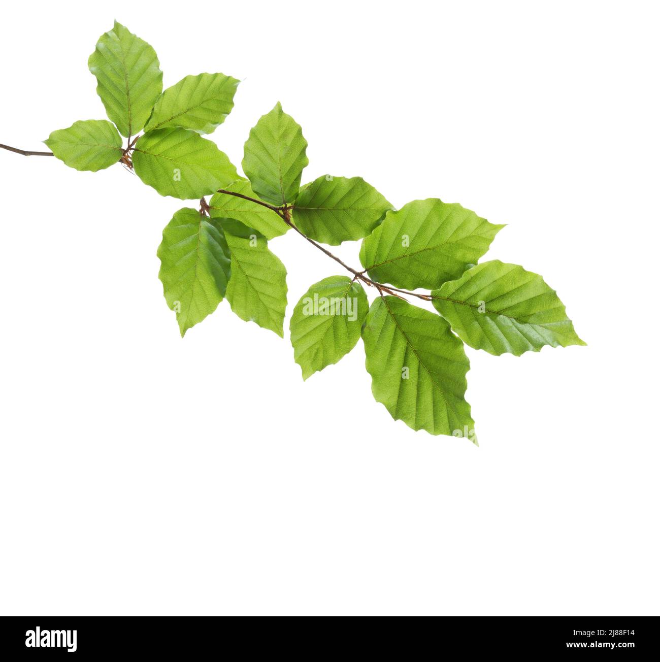 Beech branch with fresh green leaves isolated on white background ...