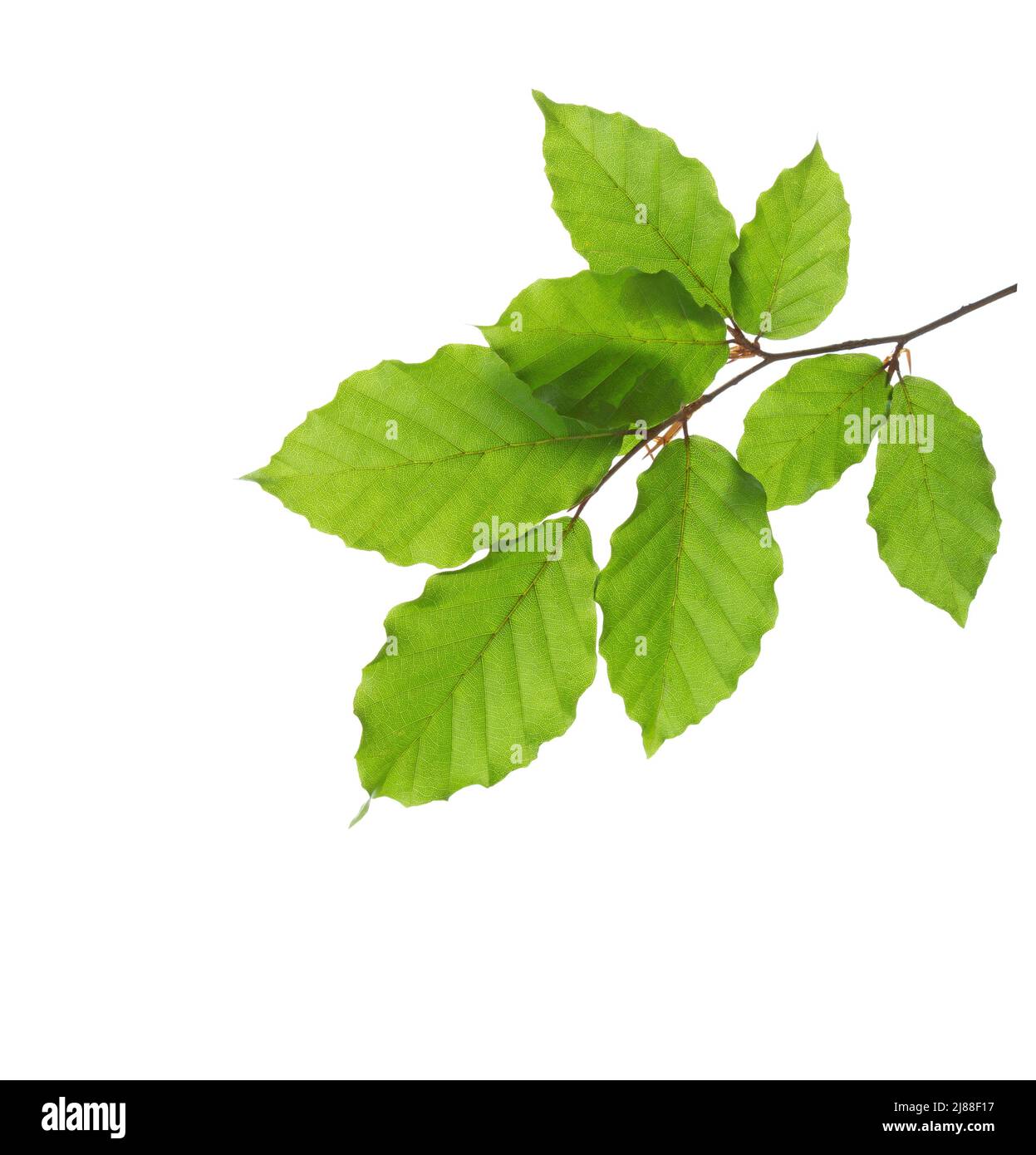 Small Beech branch with fresh green leaves isolated on white background ...