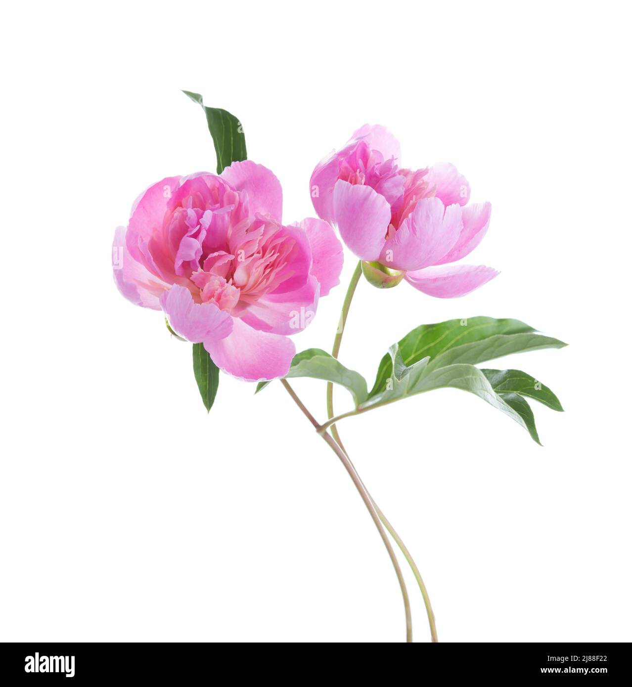 Light pink peonies hi-res stock photography and images - Alamy