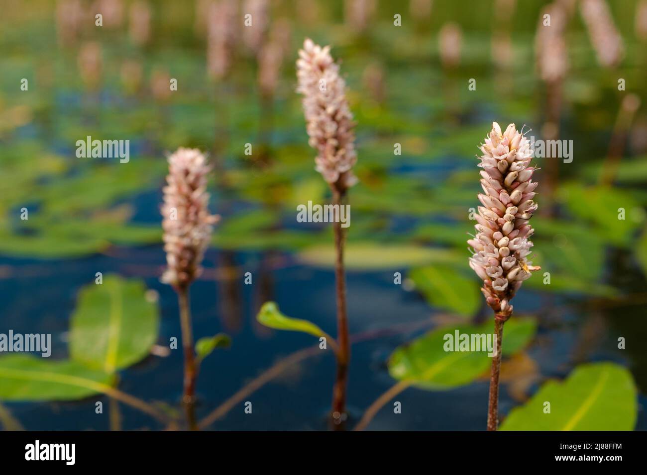 Pink Persicaria flowers on the water in a pond on a summer day Stock ...