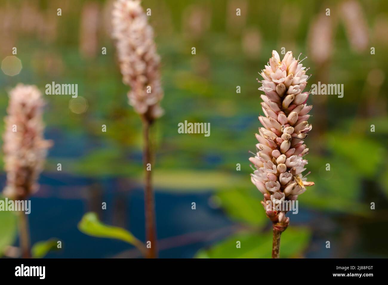 Amphibious bistort persicaria amphibia hi-res stock photography and ...