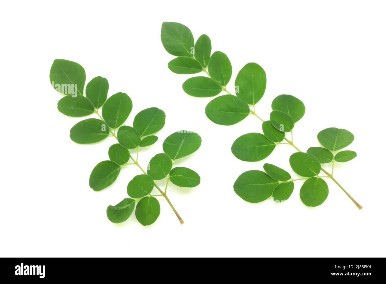 Fresh moringa oleifera leaves isolated on white background Stock Photo ...