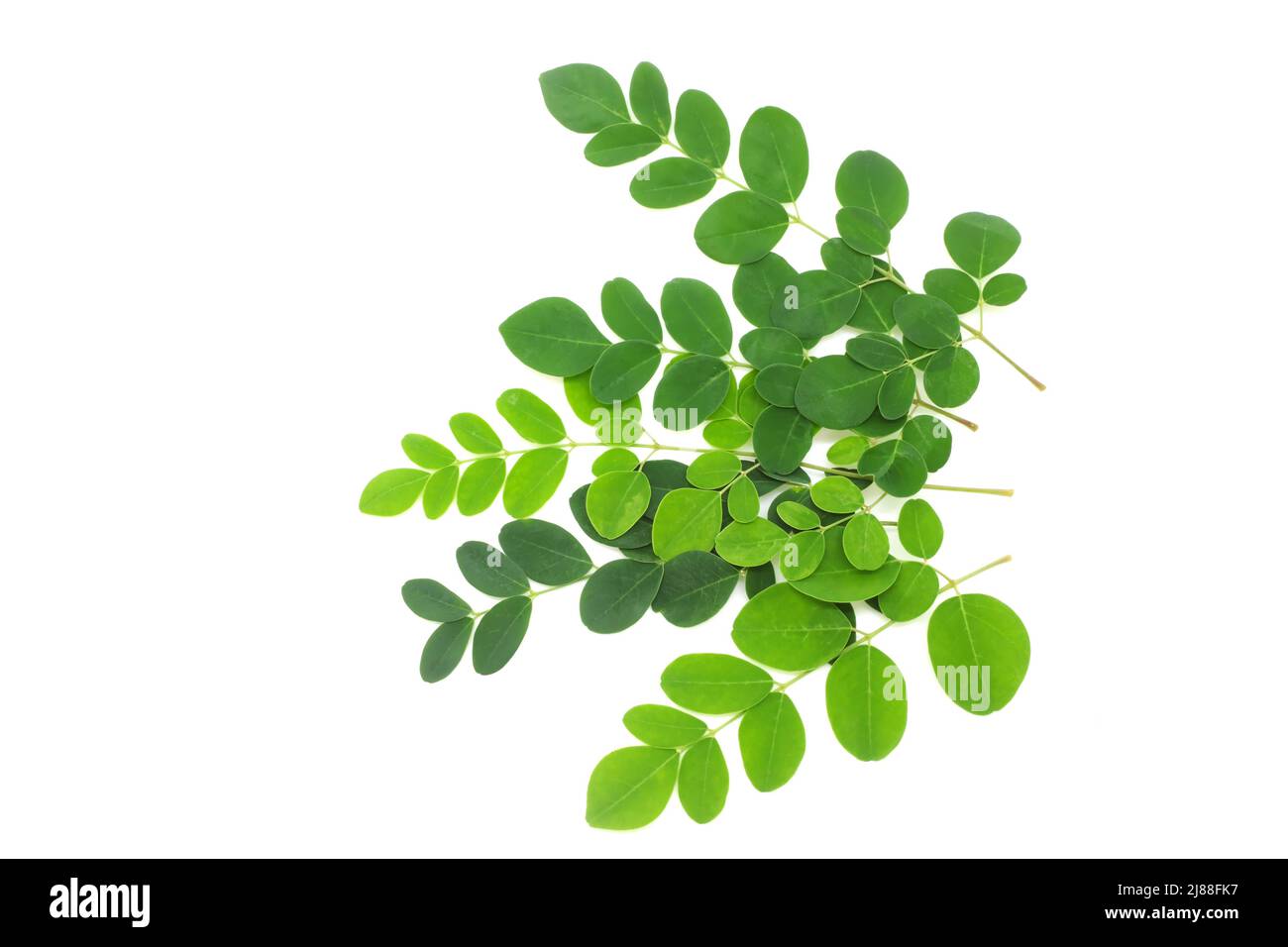 Fresh moringa oleifera leaves isolated on white background Stock Photo ...