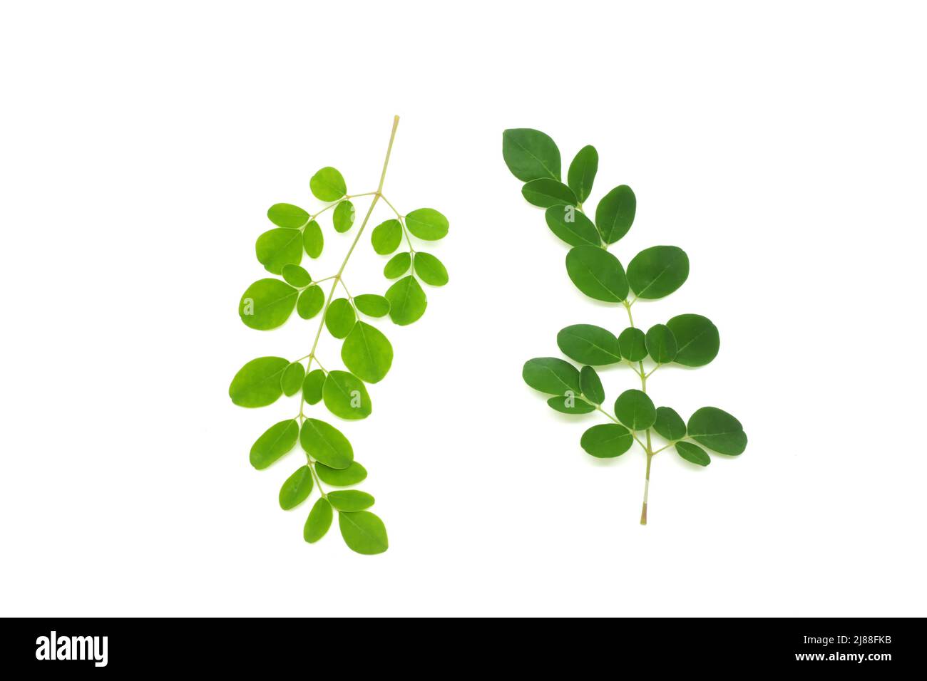 Fresh moringa oleifera leaves isolated on white background Stock Photo ...