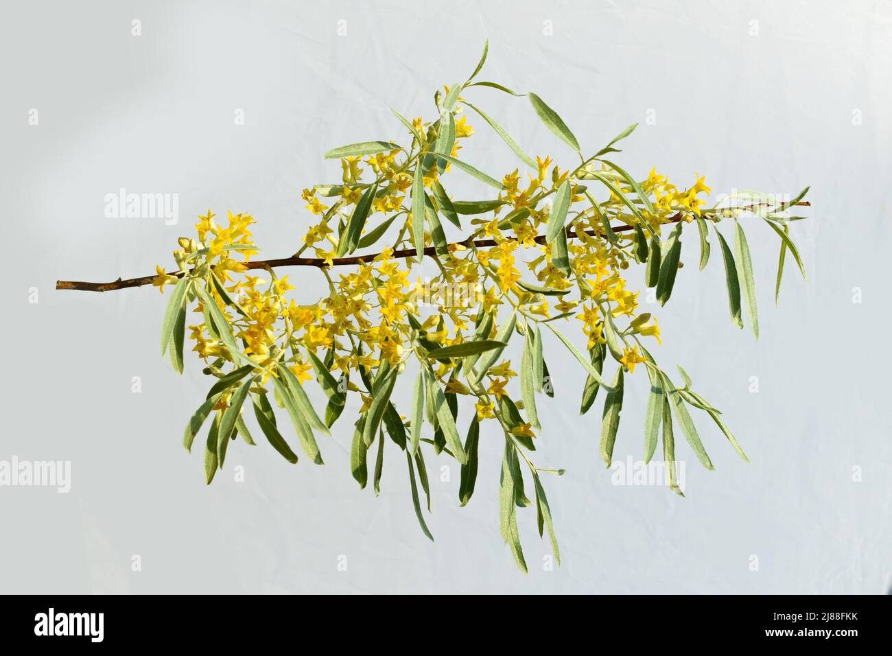 Yellow buds and flowers on the branches of the goof angustifolia on a ...