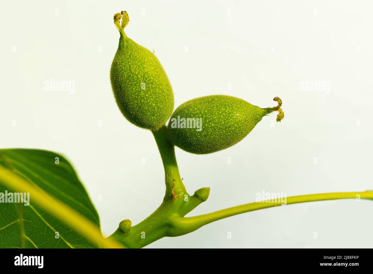 Green ovary fruits of walnuts on a tree Stock Photo - Alamy