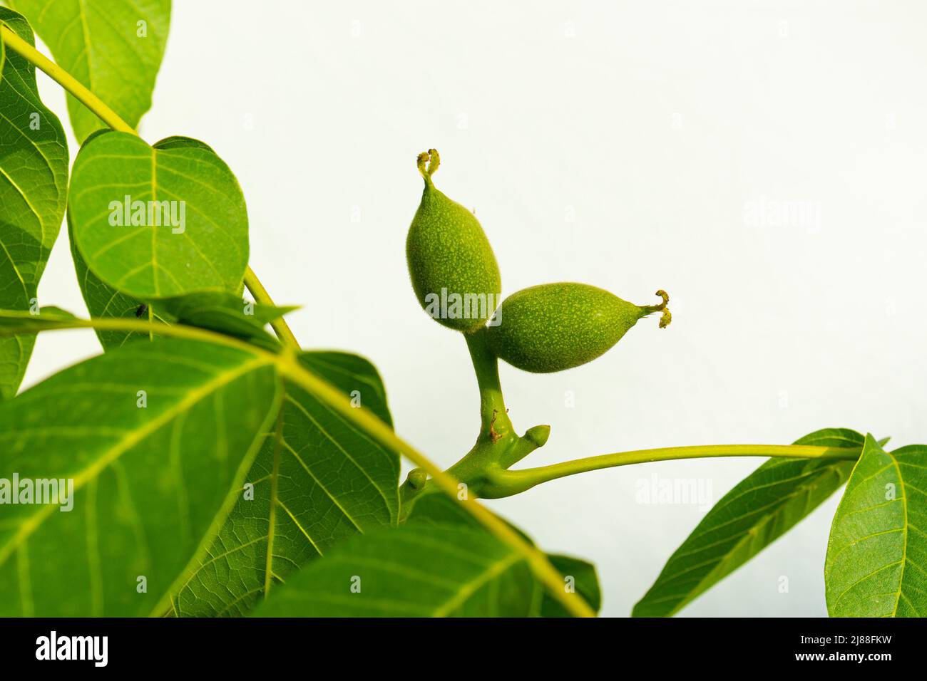 Green ovary fruits of walnuts on a tree Stock Photo - Alamy
