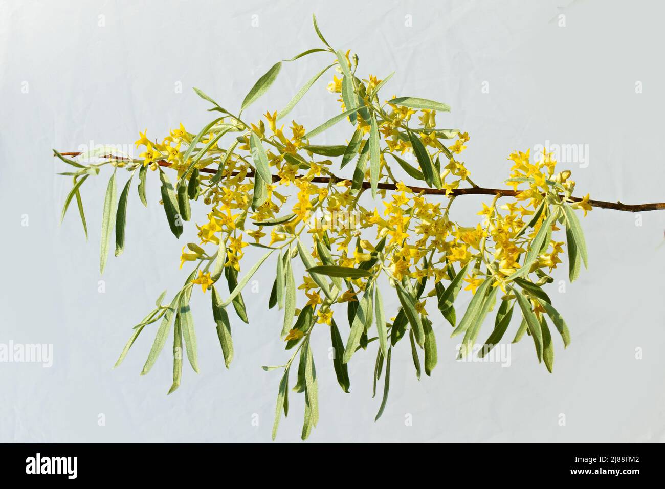 Yellow buds and flowers on the branches of the goof angustifolia on a ...