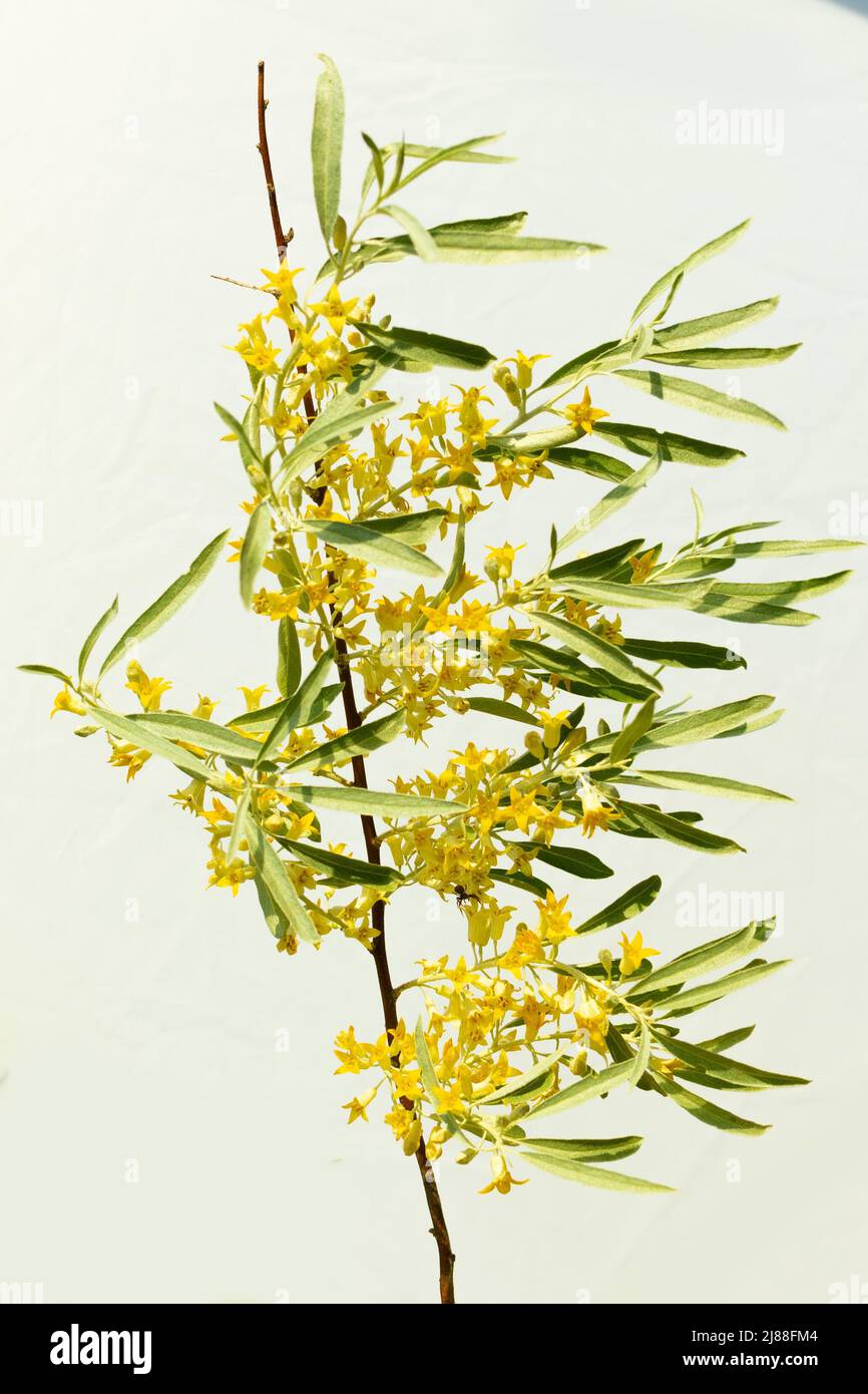 Yellow buds and flowers on the branches of the goof angustifolia on a ...