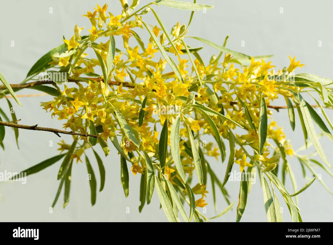 Yellow buds and flowers on the branches of the goof angustifolia on a ...