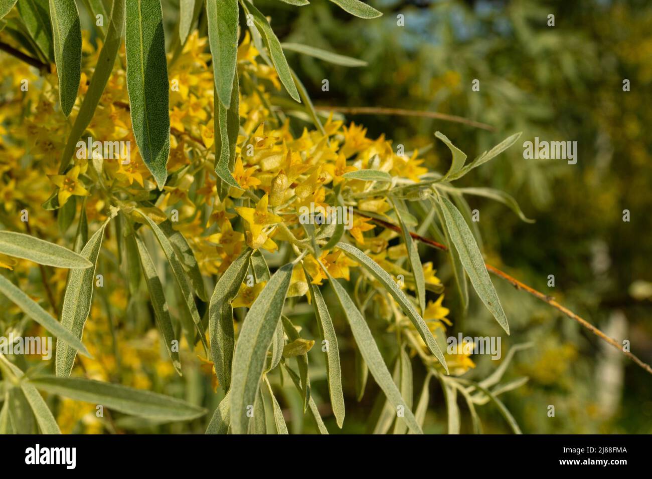 Yellow buds and flowers on the branches of the goof angustifolia on a ...