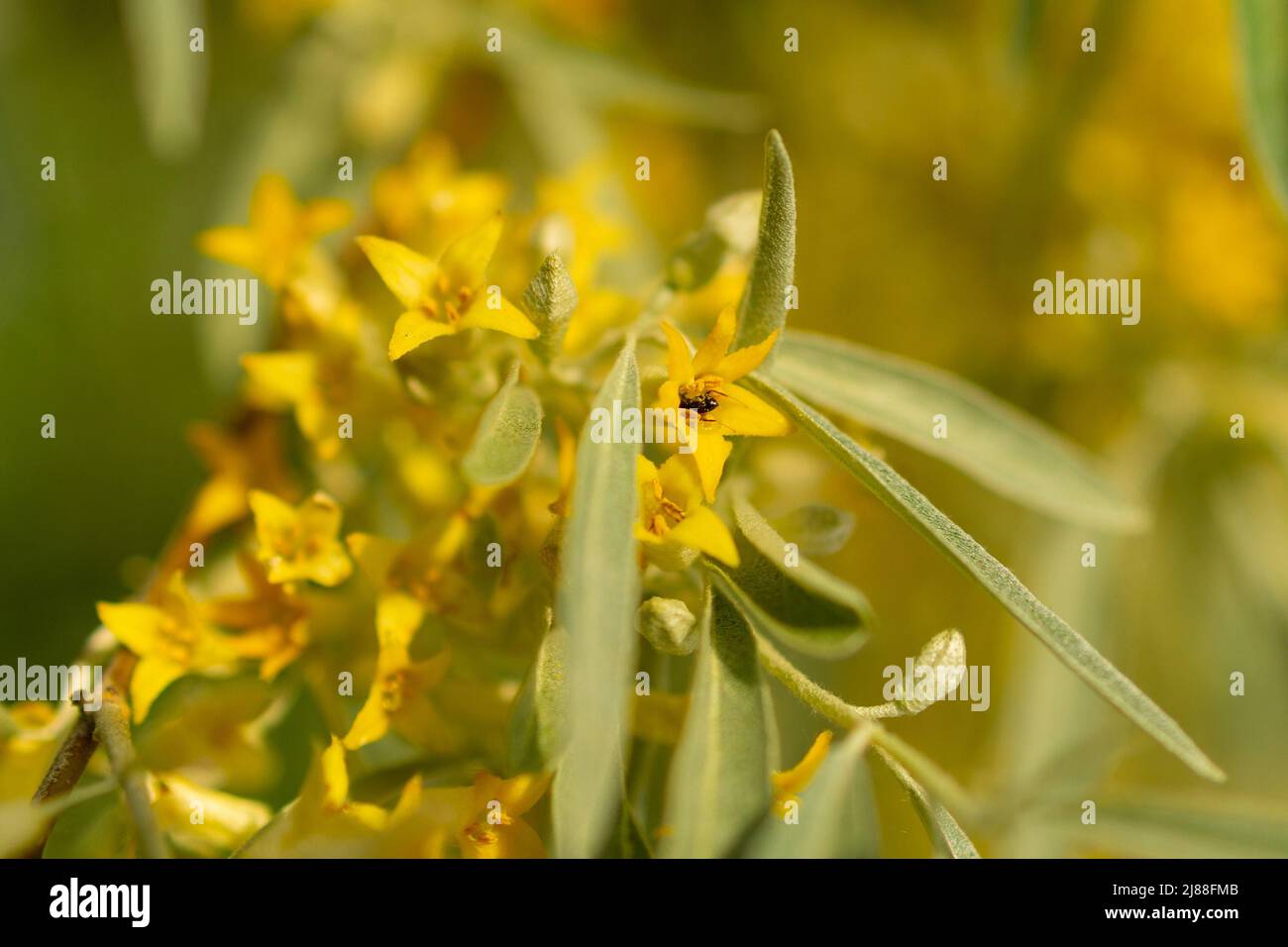 Yellow buds and flowers on the branches of the goof angustifolia on a ...