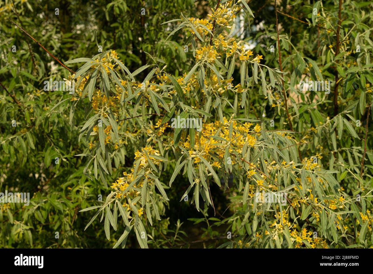 Yellow buds and flowers on the branches of the goof angustifolia on a ...