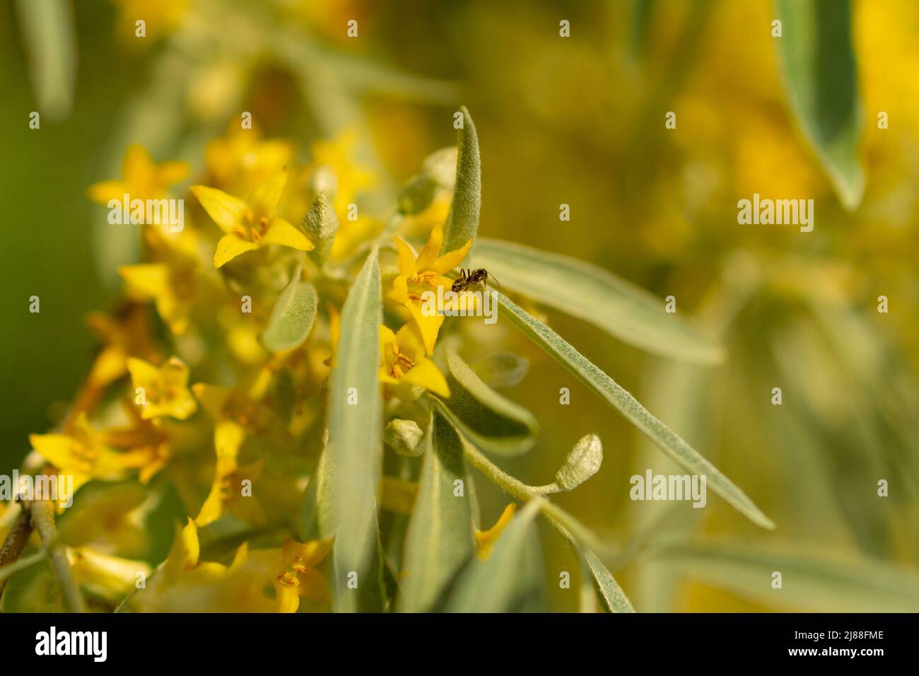 Yellow buds and flowers on the branches of the goof angustifolia on a ...