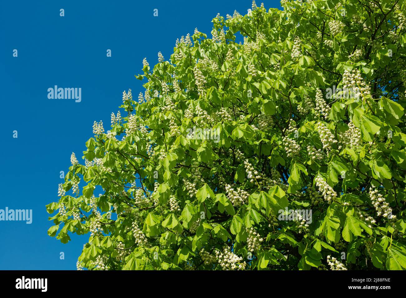 Young twigs with buds and white flowers chestnut trees Stock Photo - Alamy