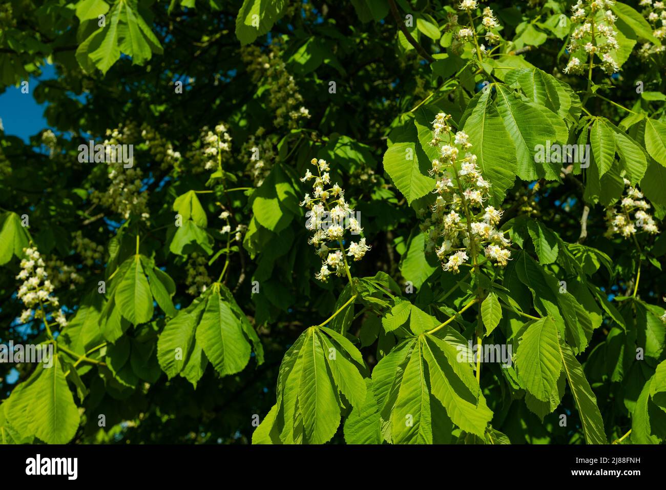 Young twigs with buds and white flowers chestnut trees Stock Photo - Alamy