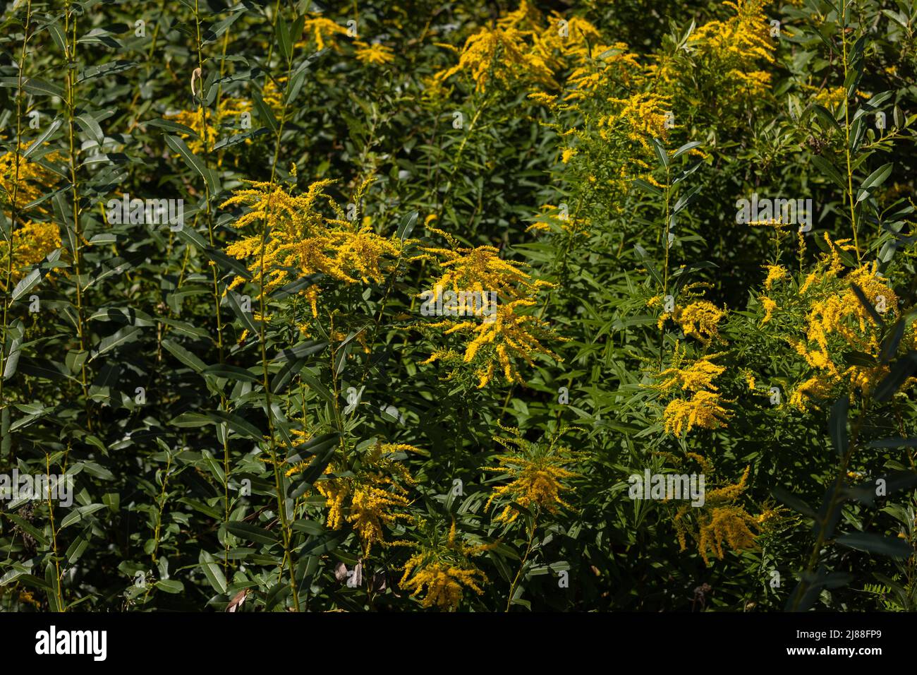 Common goldenrod solidago canadensis hi-res stock photography and ...