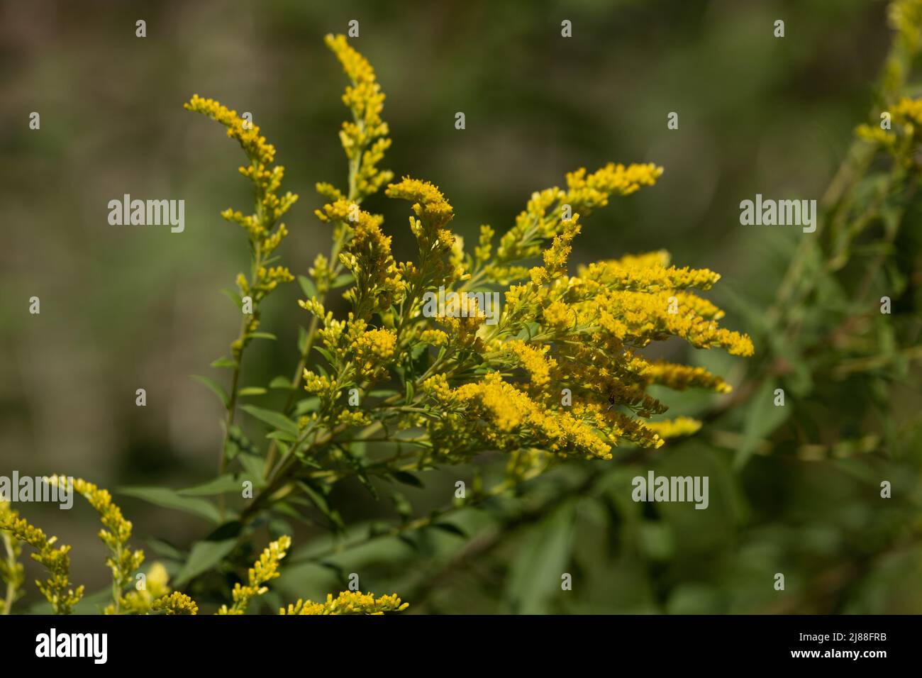 Common goldenrod solidago canadensis hi-res stock photography and ...