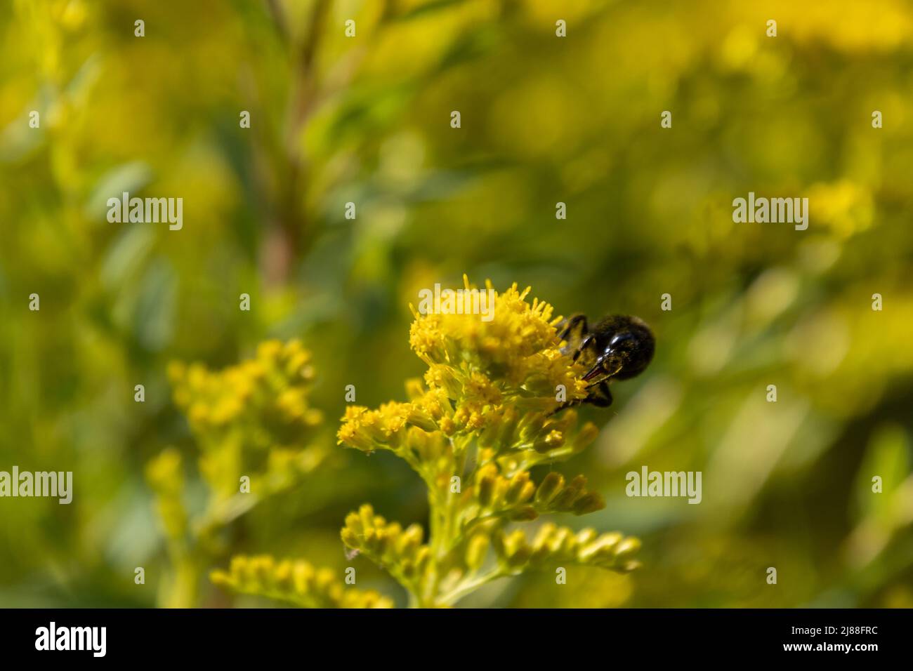 Common goldenrod solidago canadensis hi-res stock photography and ...