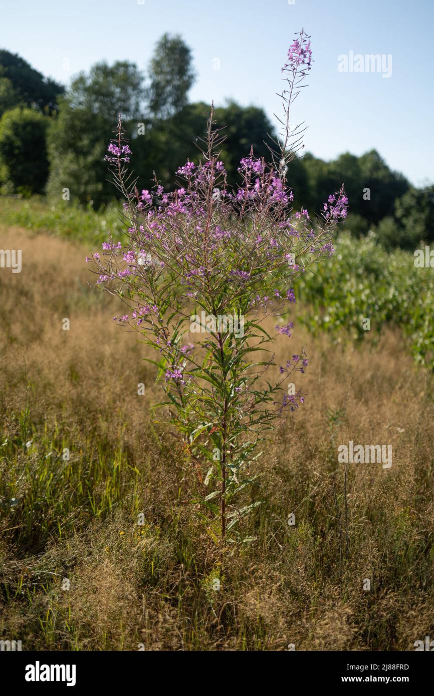 Tall pink flowers Fireweed angustifolia in a field on a summer day ...