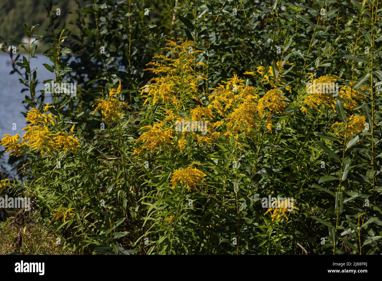 Common goldenrod solidago canadensis hi-res stock photography and ...