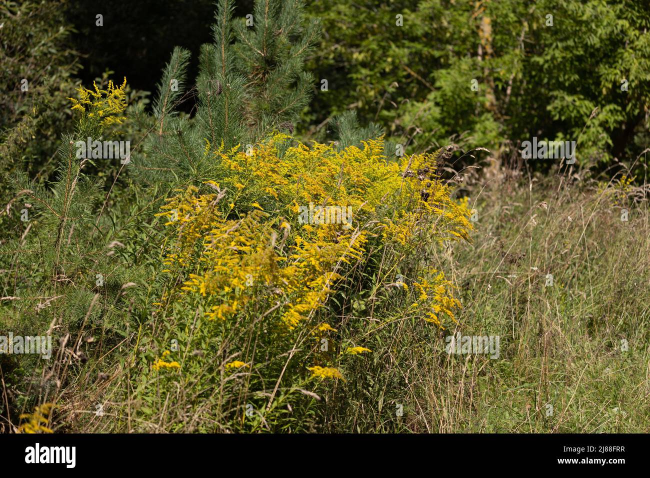 Common goldenrod solidago canadensis hi-res stock photography and ...