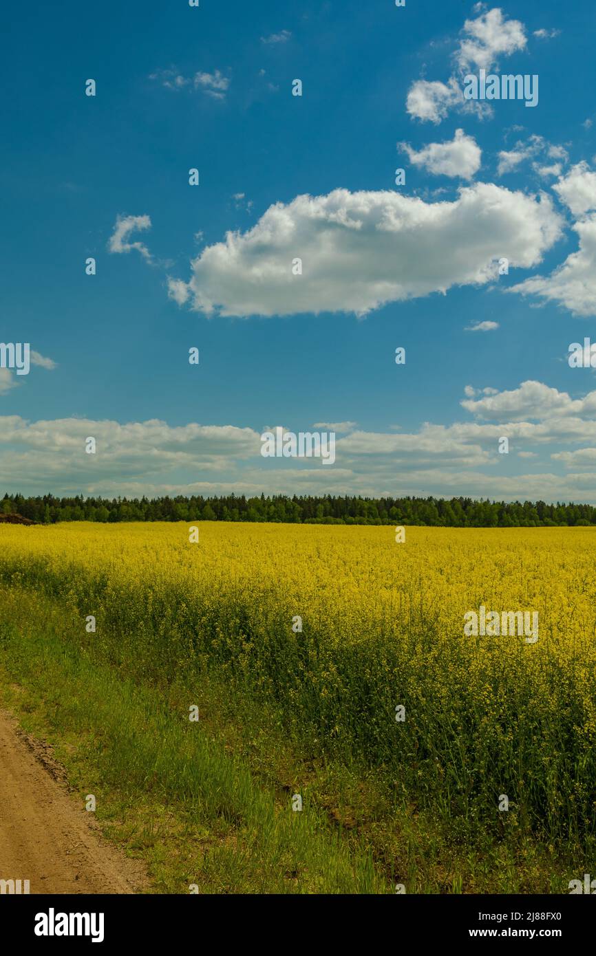 Summer landscape, a field with blooming rapeseed and a blue sky with clouds, bright yellow ...