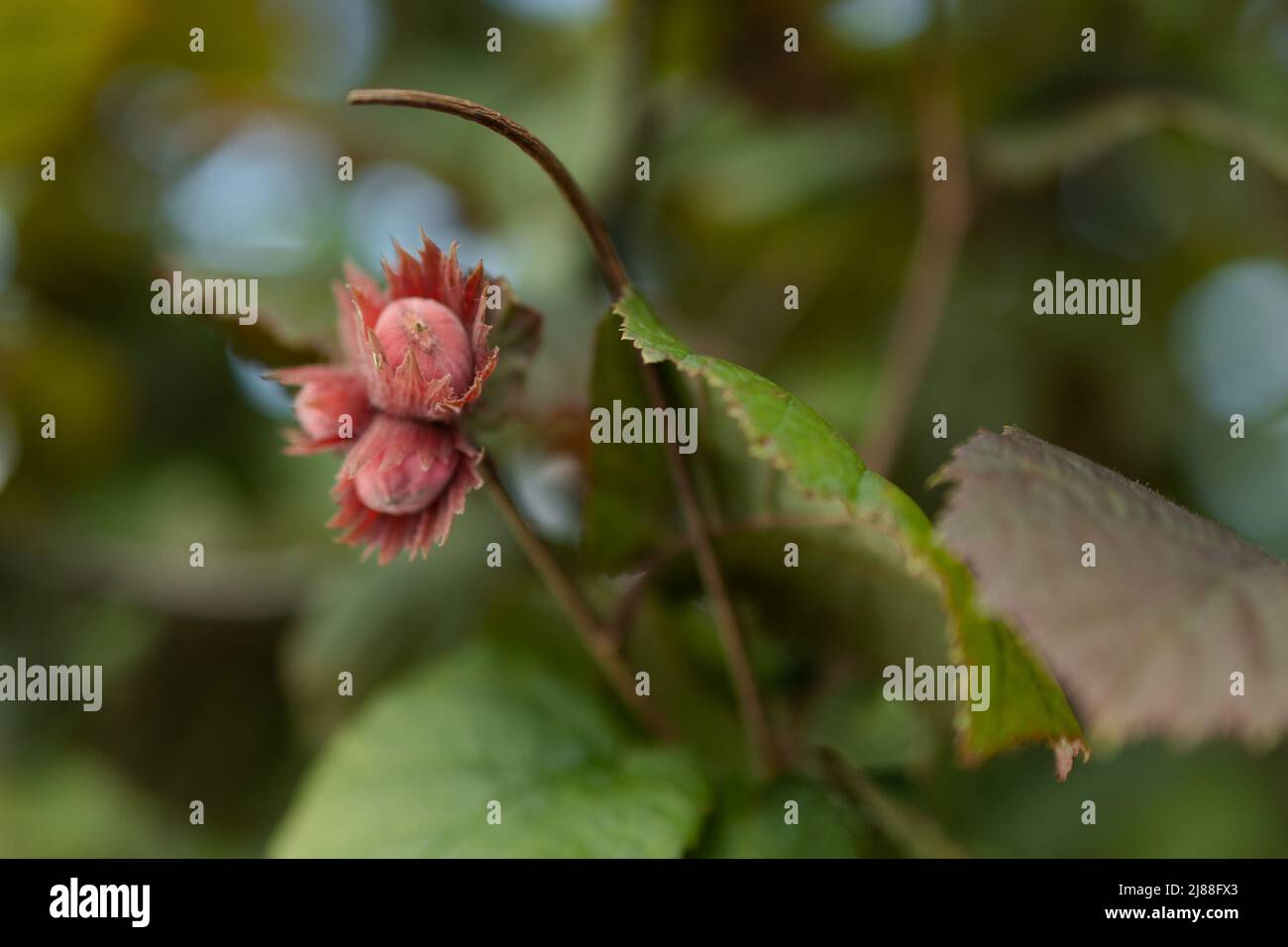 Young fruits of nuts and green leaves of the forest hazel tree Stock ...
