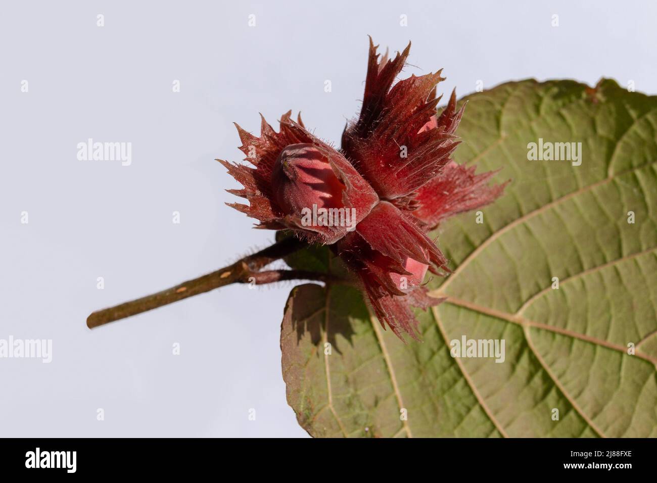 Young fruits of nuts and green leaves of the forest hazel tree Stock ...
