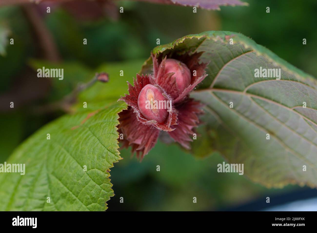 Young fruits of nuts and green leaves of the forest hazel tree Stock ...