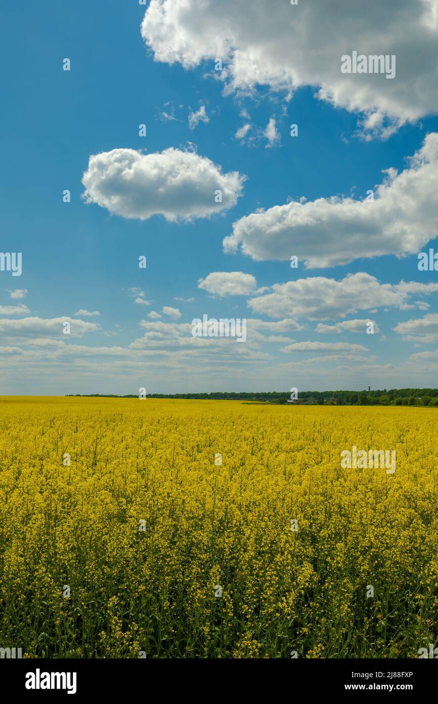 Summer landscape, a field with blooming rapeseed and a blue sky with clouds, bright yellow ...