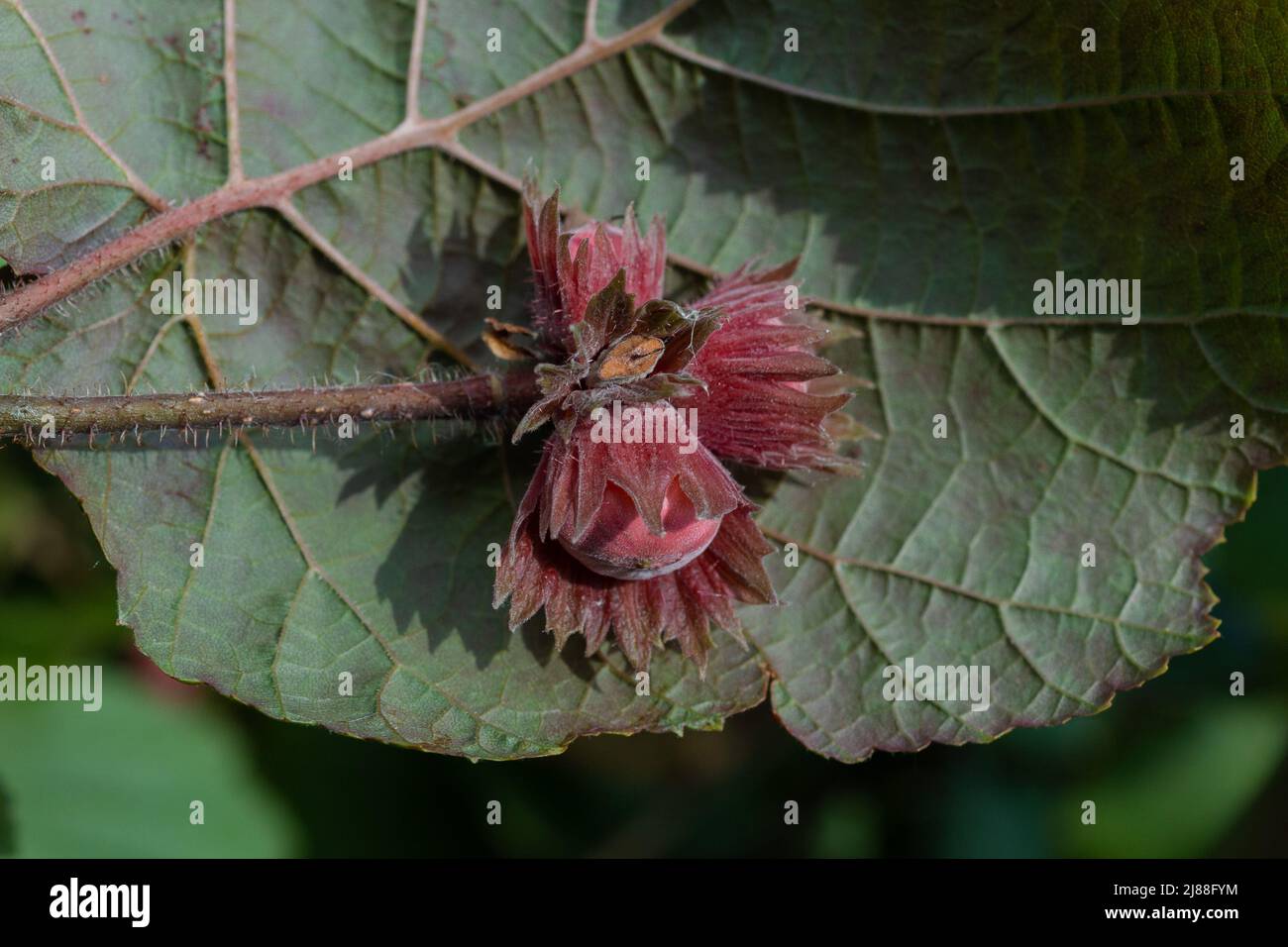 Young fruits of nuts and green leaves of the forest hazel tree Stock ...