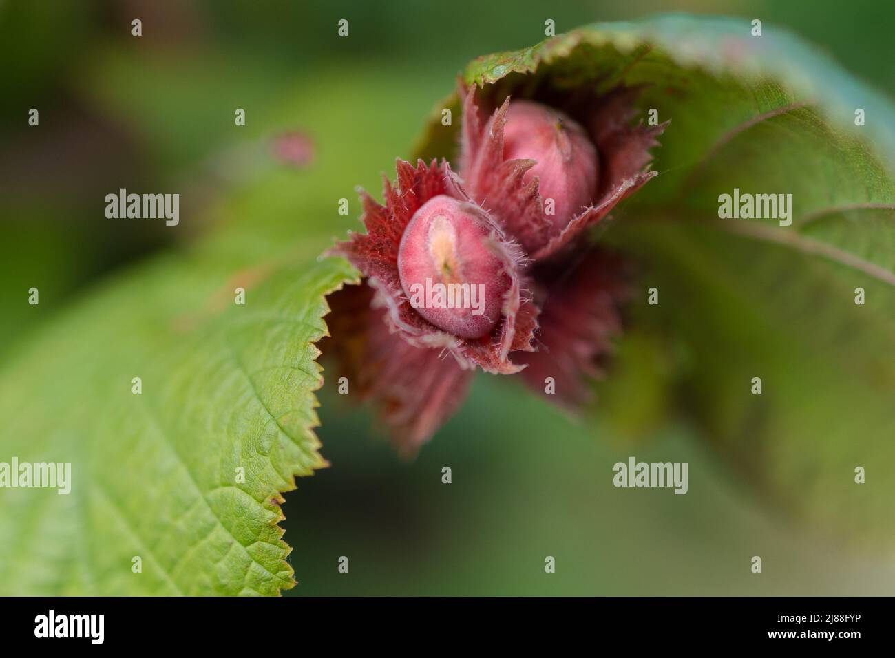 Young fruits of nuts and green leaves of the forest hazel tree Stock ...