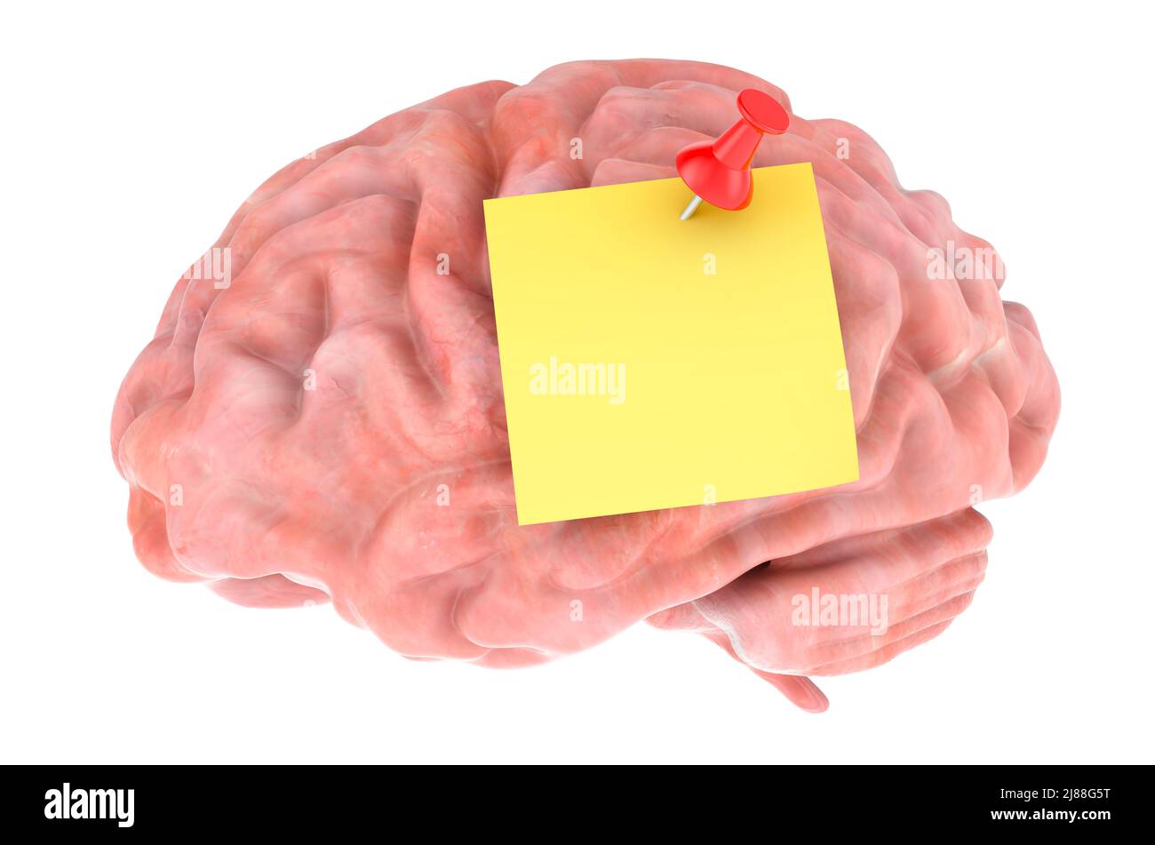 Brain with push pin and blank sticky note, 3D rendering isolated on ...