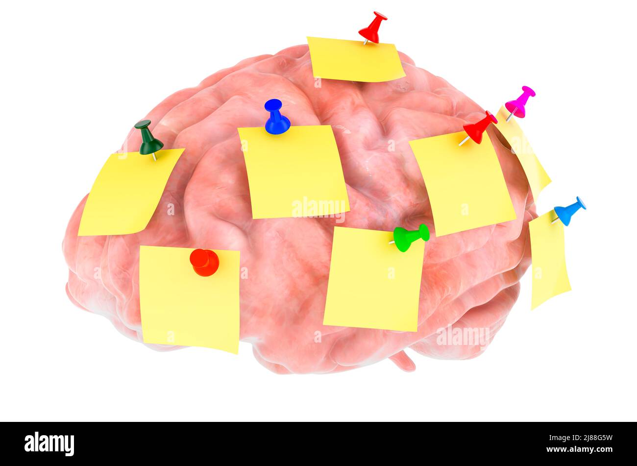 Human Brain with sticky notes, 3D rendering isolated on white ...