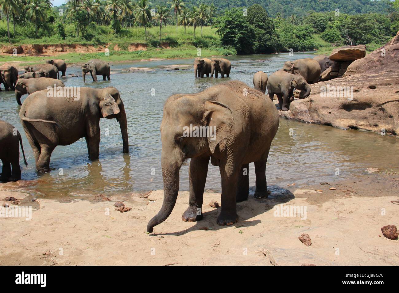 A herd of elephants on a river in the wild.Many elephants and baby ...